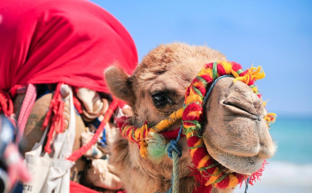 Otok Djerba - Tunis - Putujmo Jeftino